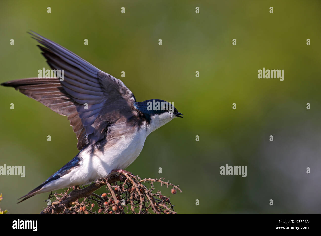 Tree Swallow (Tachycineta bicolor), male flapping wings Stock Photo - Alamy