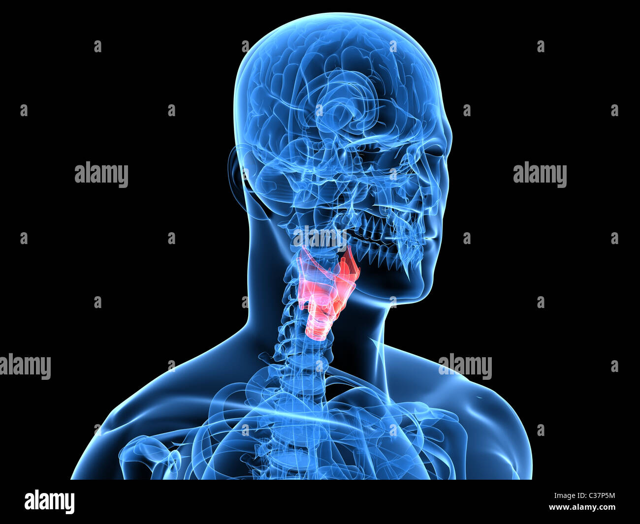 Laryngeal prominence hi-res stock photography and images - Alamy