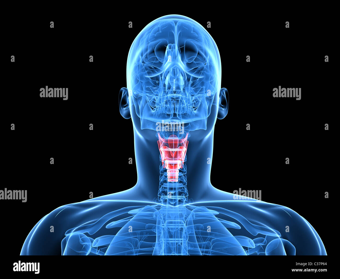 Larynx hi-res stock photography and images - Alamy