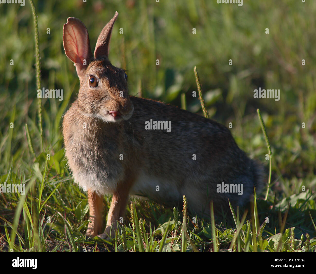Cottontail feeding hi-res stock photography and images - Alamy