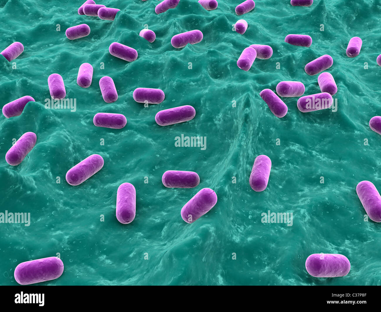 Lactobacillus hi-res stock photography and images - Alamy