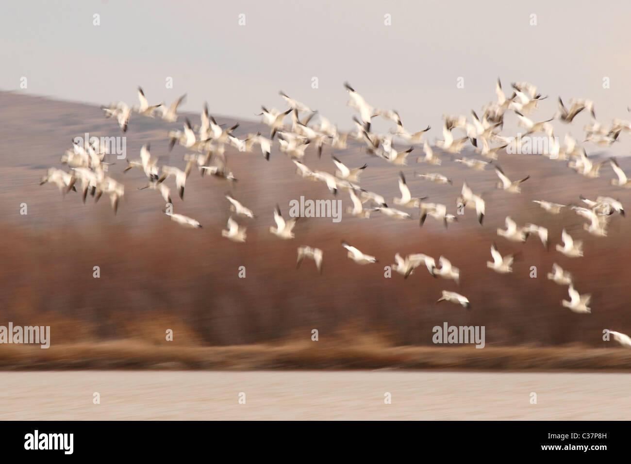 A Snow Goose flock lifting off of a spring pond in New Mexico Stock ...