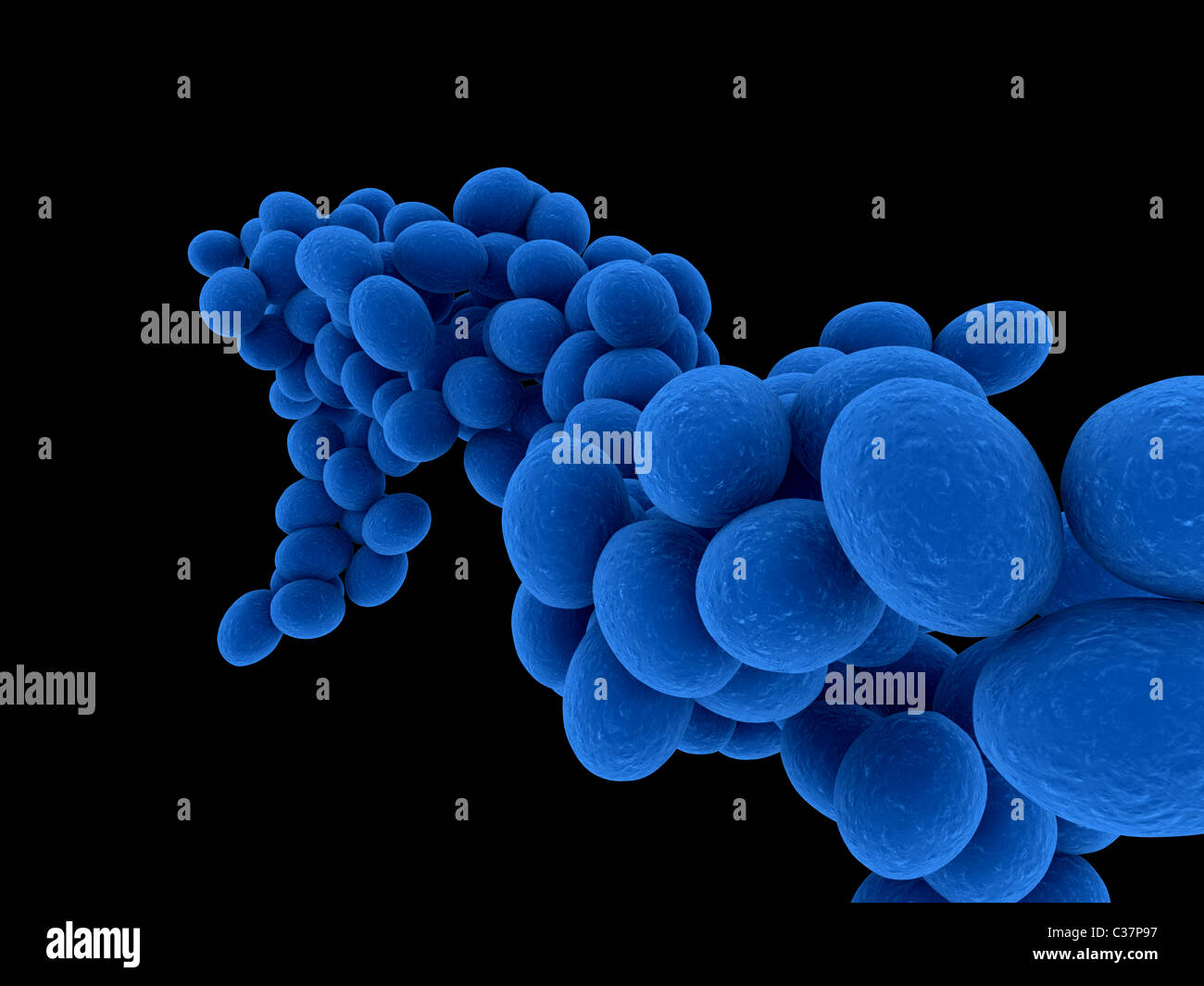 Staphylococcus bacteria hi-res stock photography and images - Alamy
