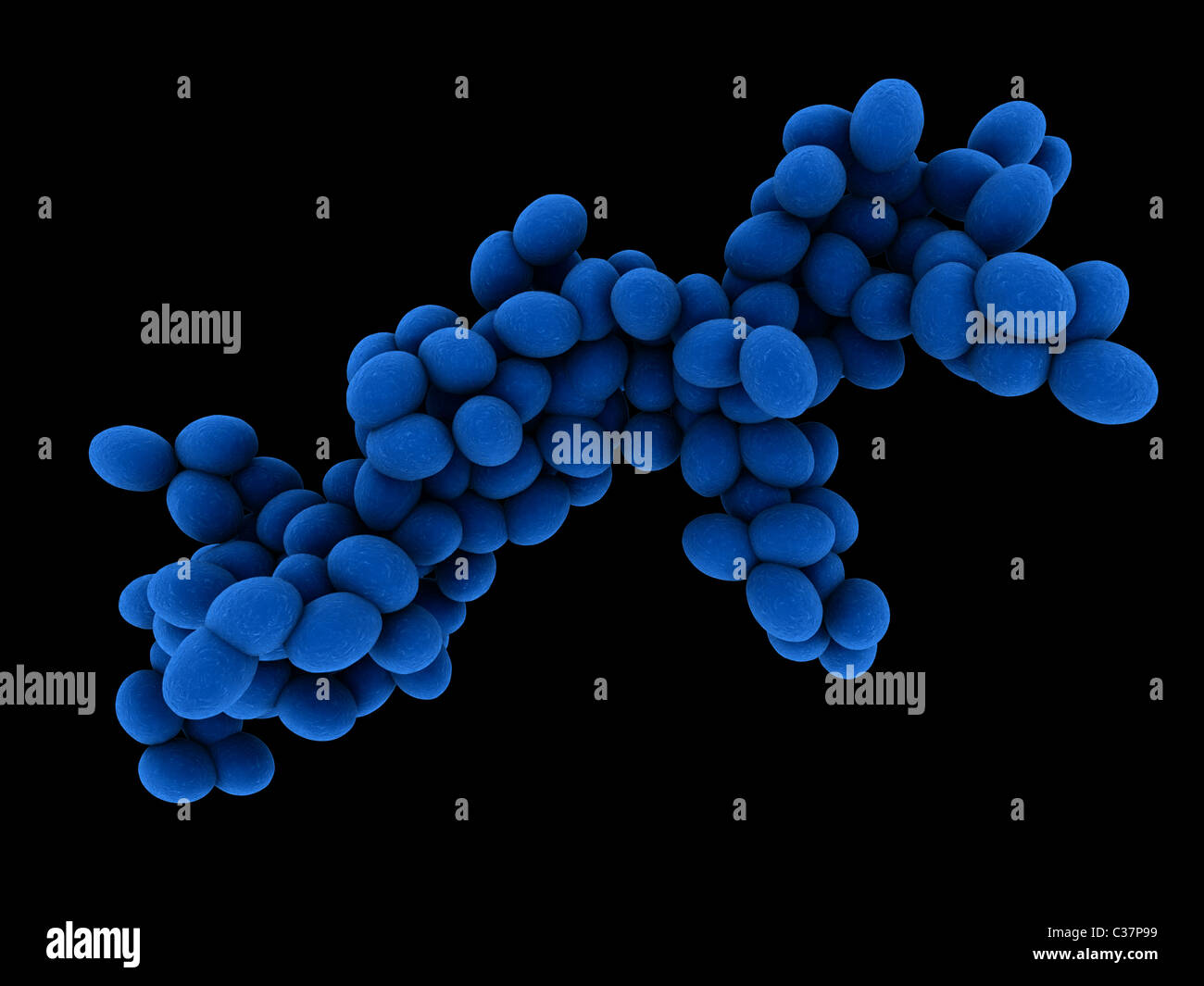 Staphylococcus bacteria hi-res stock photography and images - Alamy