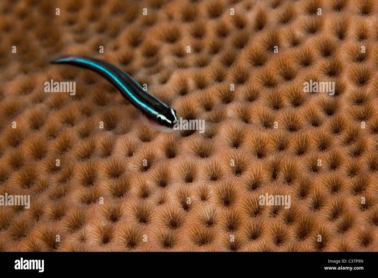 Neon Goby (Elacatinus oceanops) resting on coral on a tropical reef off ...