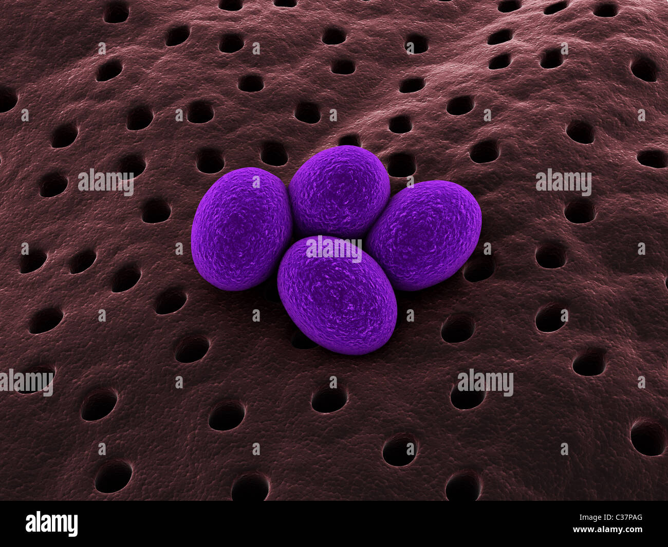 Staphylococcus Bacteria High Resolution Stock Photography and Images ...