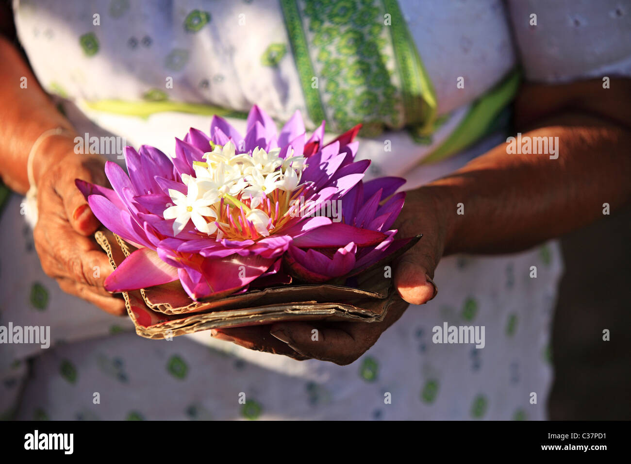 Water lilies , the national flower of Sri Lanka Asia Stock Photo - Alamy