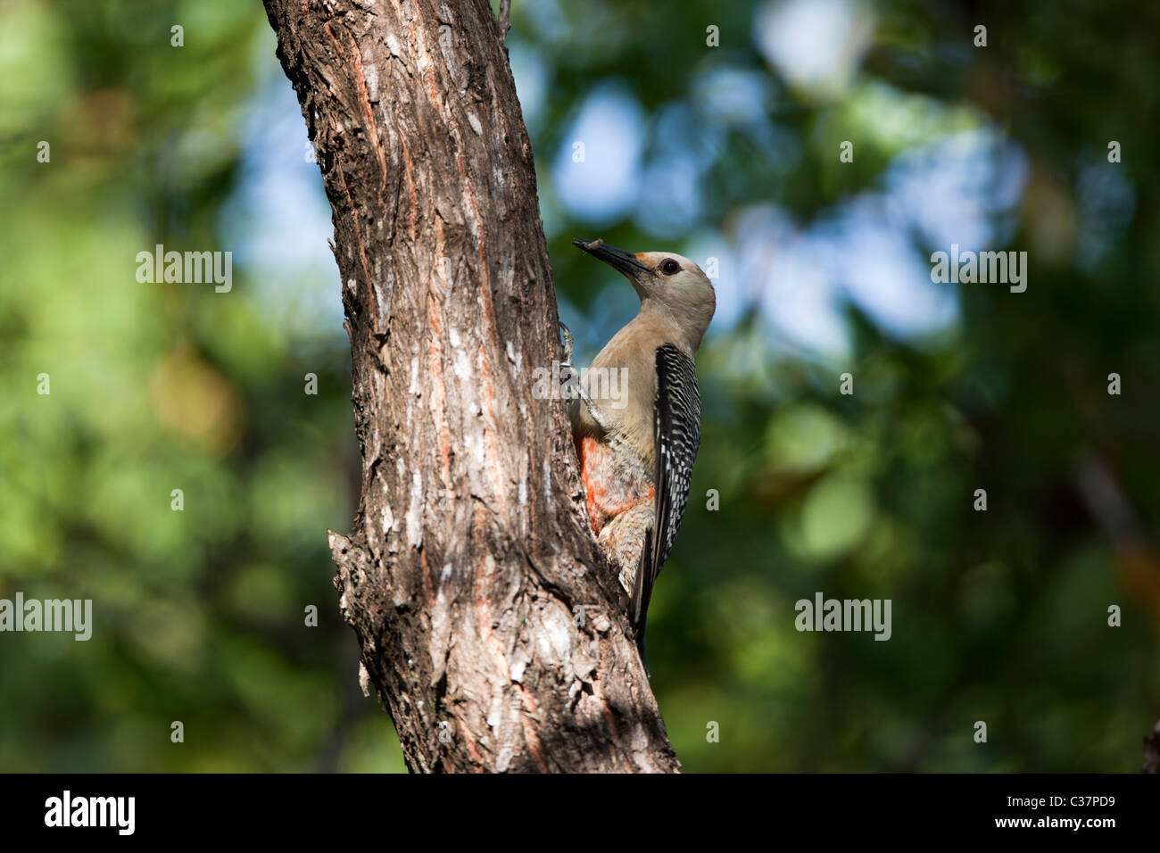 Golden woodpecker hi-res stock photography and images - Alamy