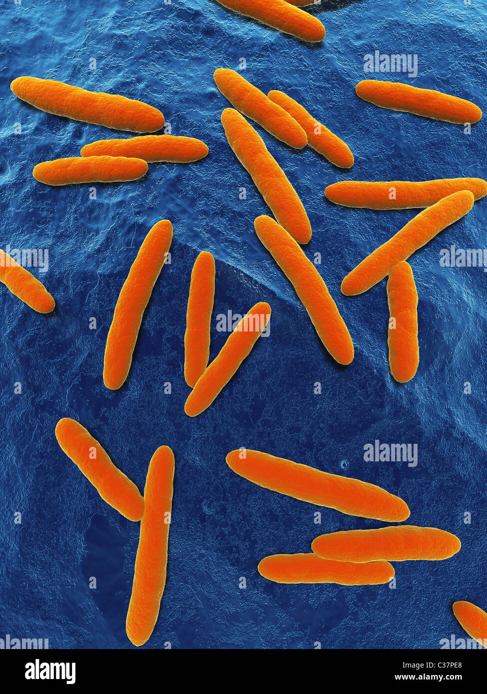 Acetobacter hi-res stock photography and images - Alamy