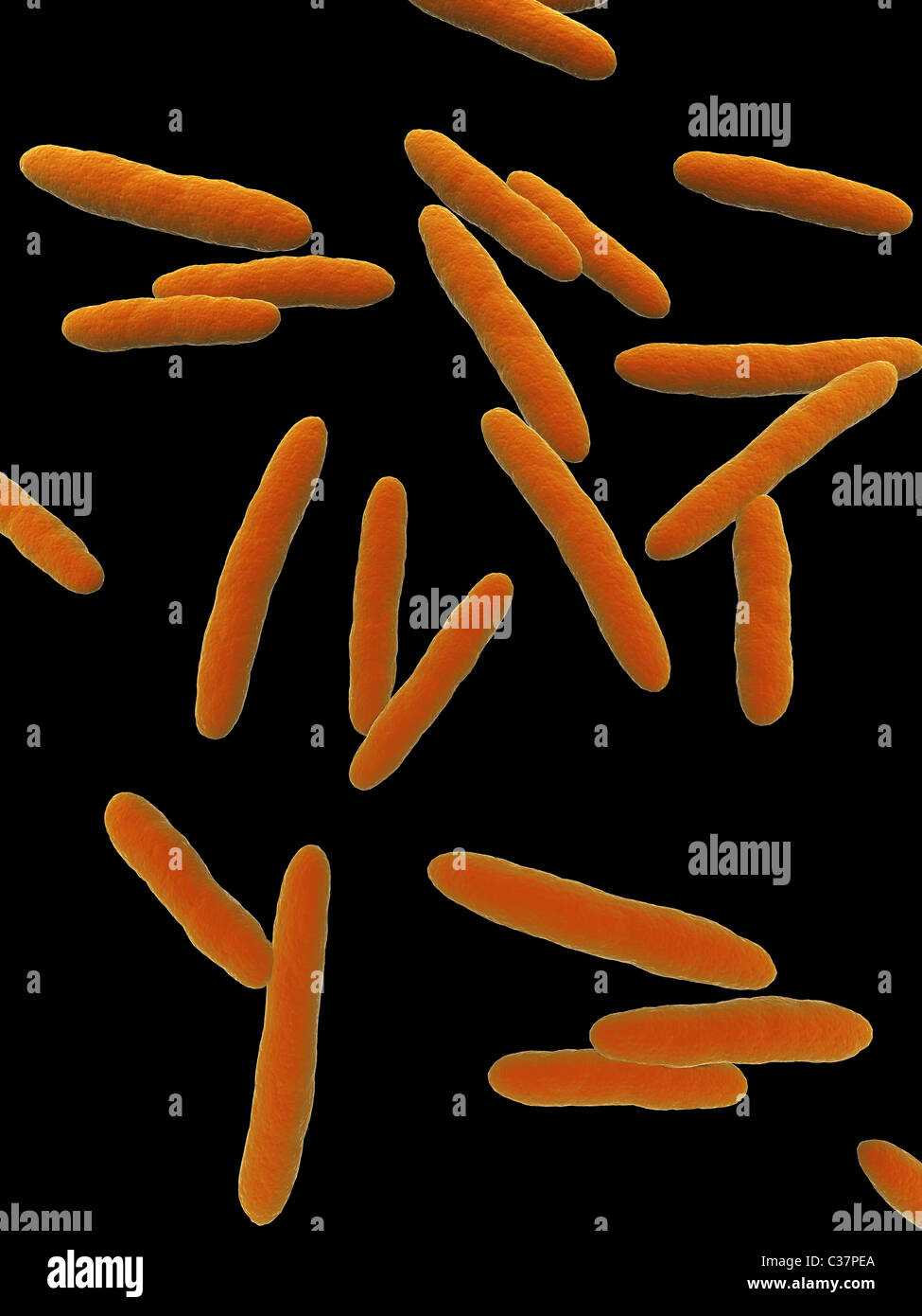 Acetobacter bacteria hi-res stock photography and images - Alamy
