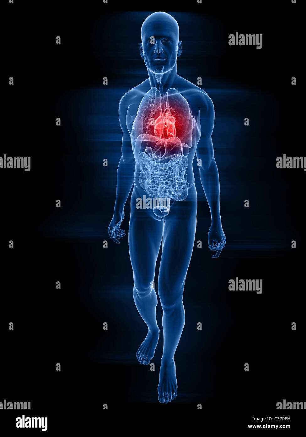 running skeleton - vascular Stock Photo - Alamy