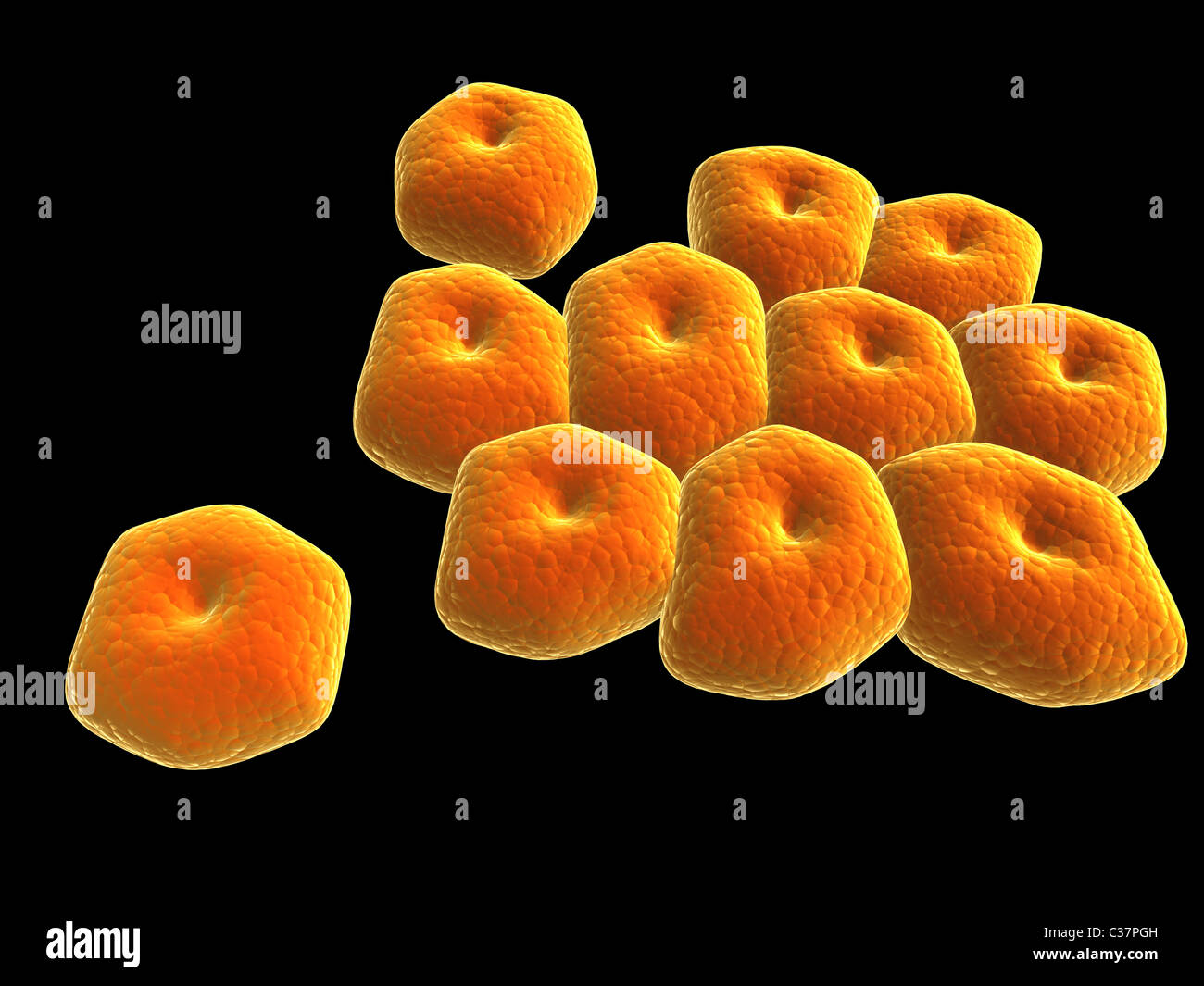 acinetobacter Stock Photo - Alamy acinetobacter Stock Photo - Alamy