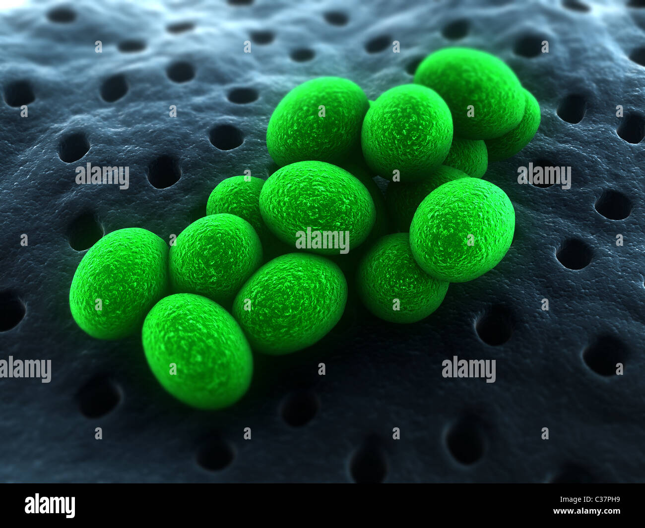 Staphylococcus Bacteria High Resolution Stock Photography and Images ...