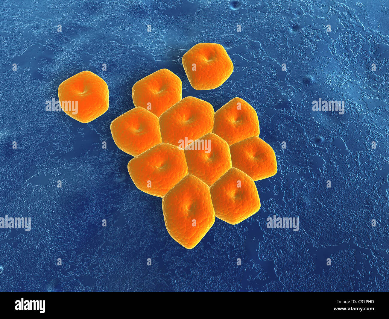 Acinetobacter High Resolution Stock Photography and Images - Alamy Acinetobacter High Resolution Stock Photography and Images - Alamy