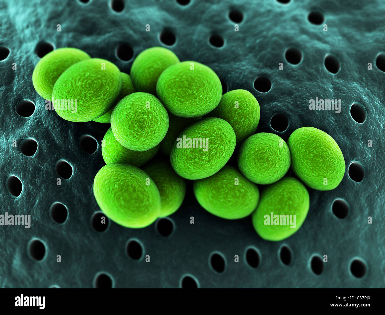 Staphylococcus Bacteria High Resolution Stock Photography and Images ...