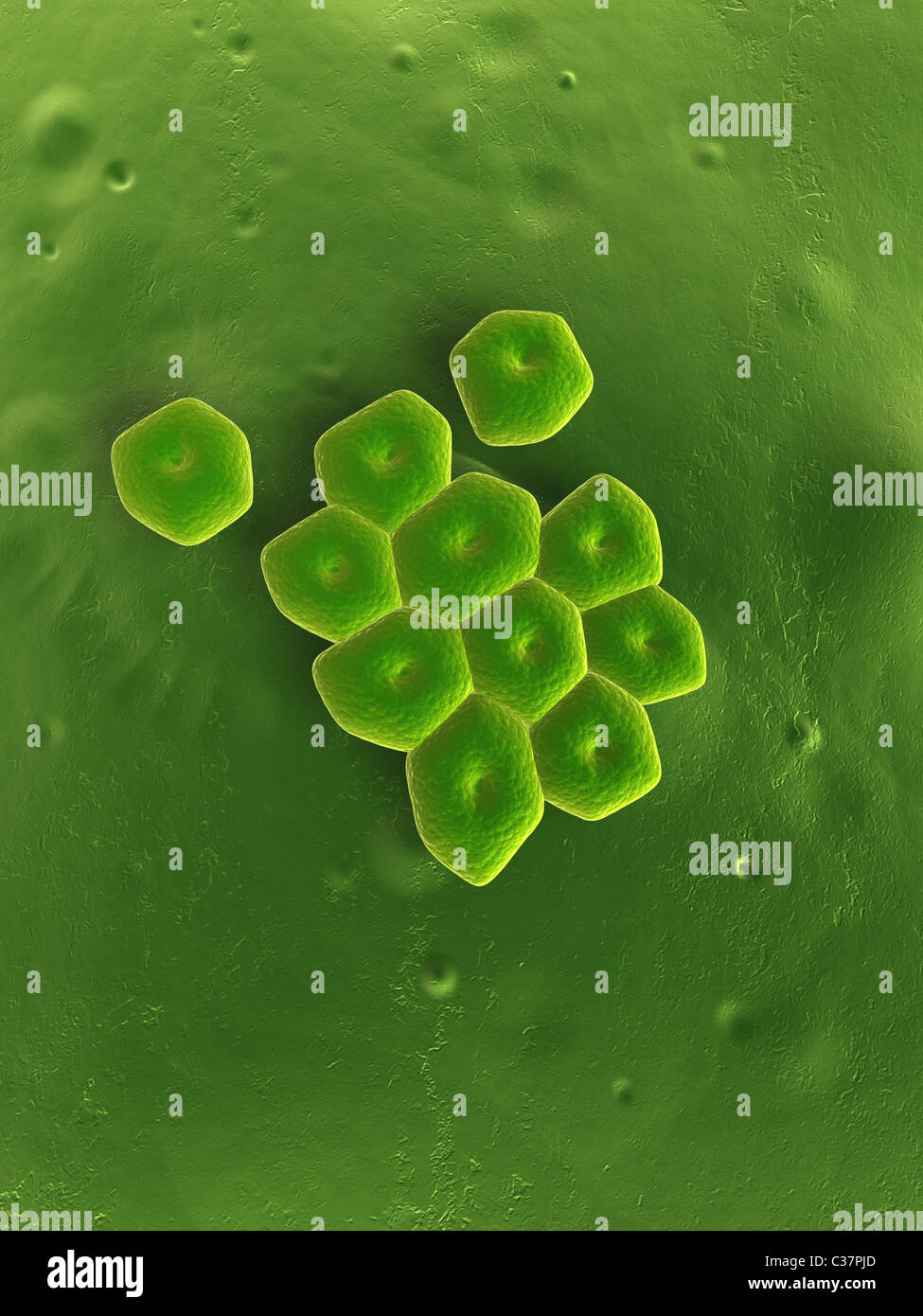 Acinetobacter hi-res stock photography and images - Alamy Acinetobacter hi-res stock photography and images - Alamy