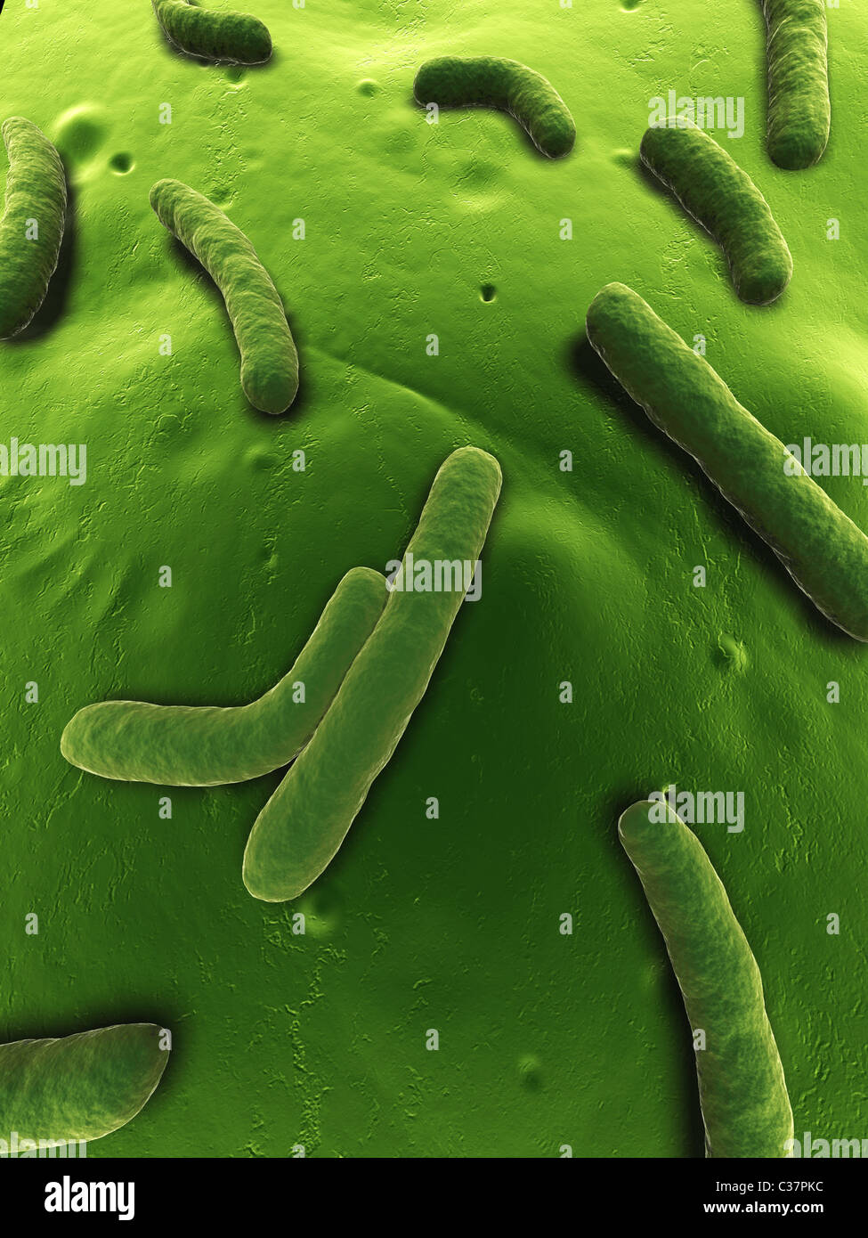 Aeromonas hi-res stock photography and images - Alamy