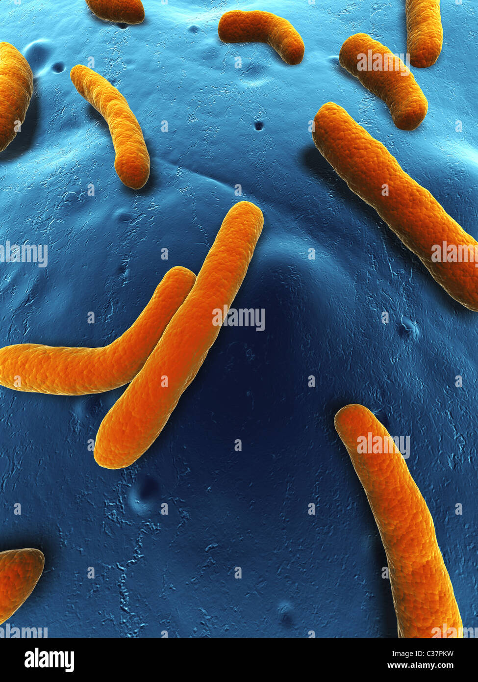 Aeromonas hi-res stock photography and images - Alamy