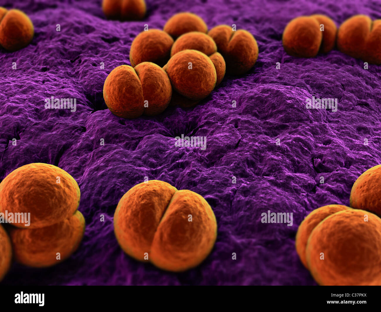 Meningitis bacteria hi-res stock photography and images - Alamy