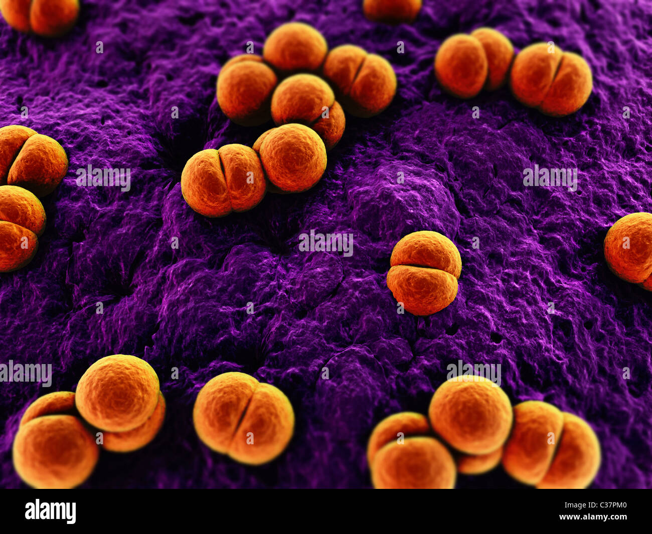 Meningococcus bacteria hi-res stock photography and images - Alamy