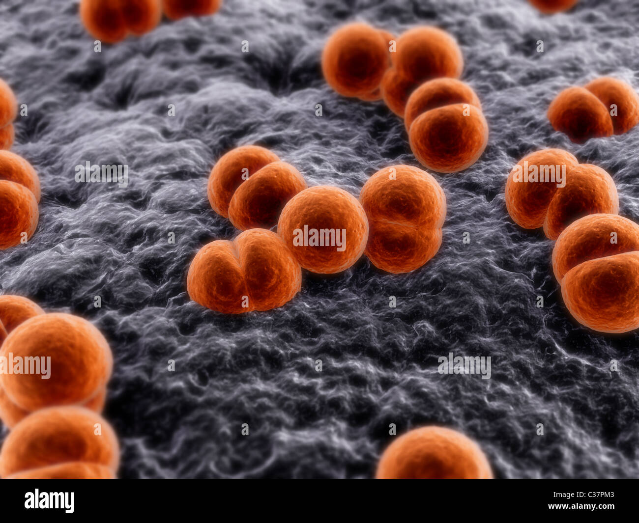 Meningitis hi-res stock photography and images - Alamy