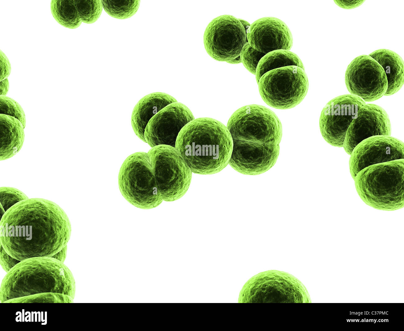 Meningococcus bacteria hi-res stock photography and images - Alamy
