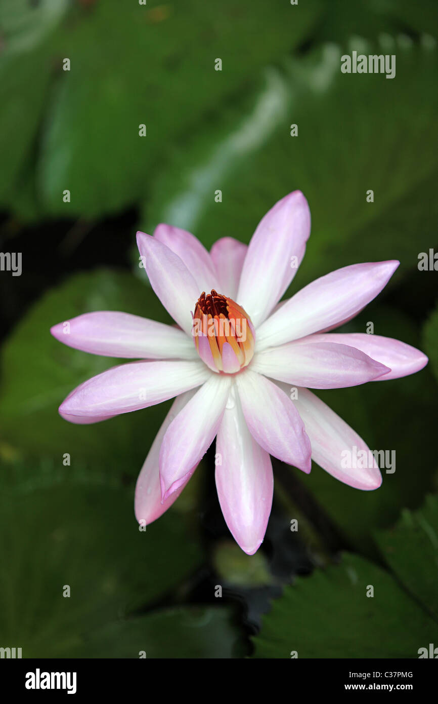 Water lilies , the national flower of Sri Lanka Asia Stock Photo - Alamy