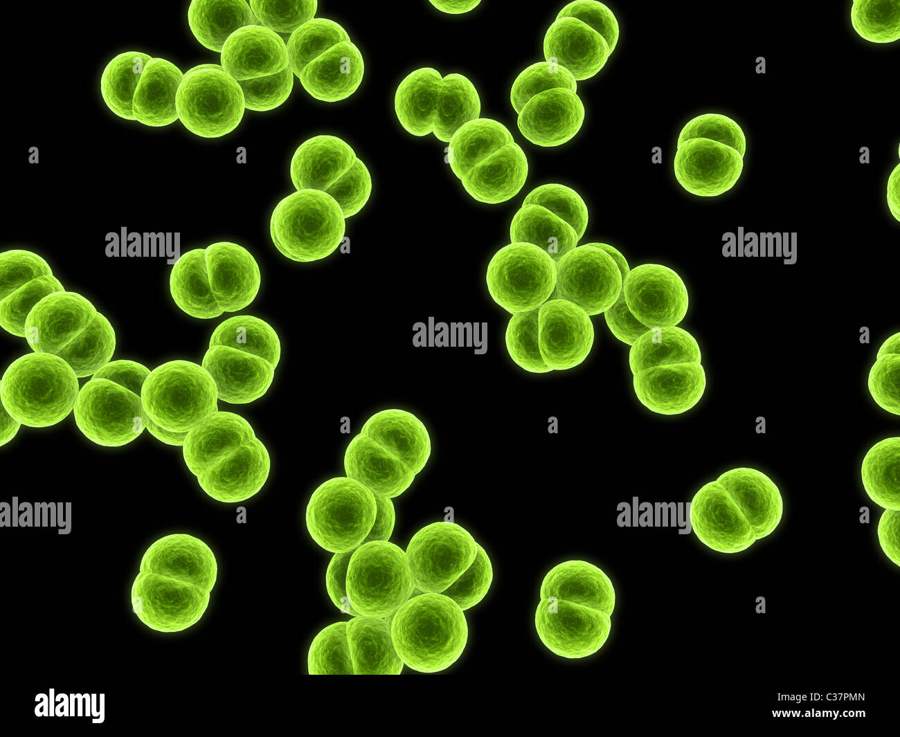 Meningococcus bacteria hi-res stock photography and images - Alamy
