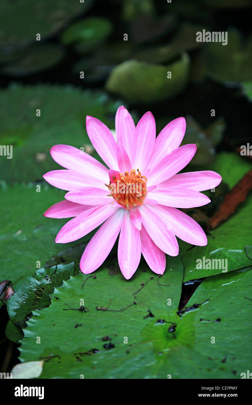 National flower of sri lanka hi-res stock photography and images - Alamy