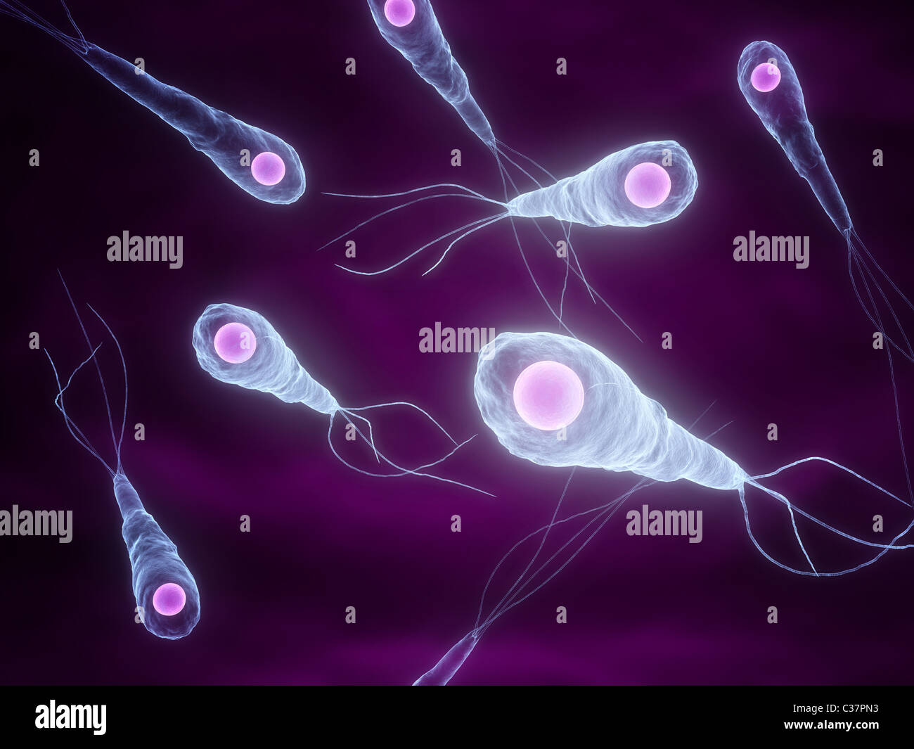 Tetanus Bacteria Labeled