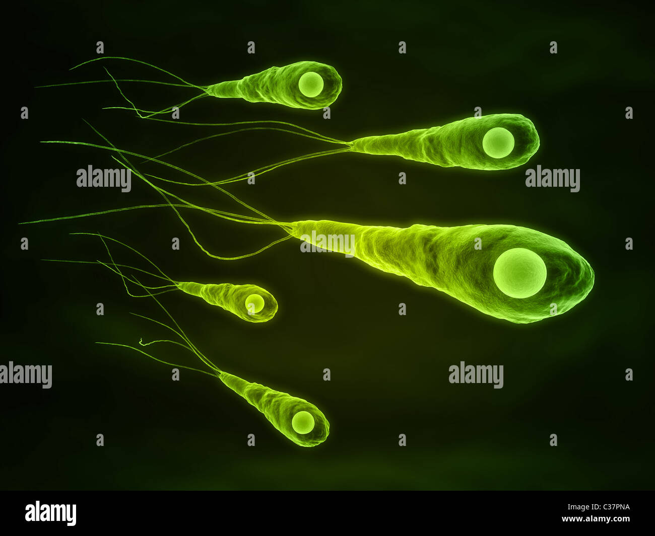Tetanus bacterium hi-res stock photography and images - Alamy