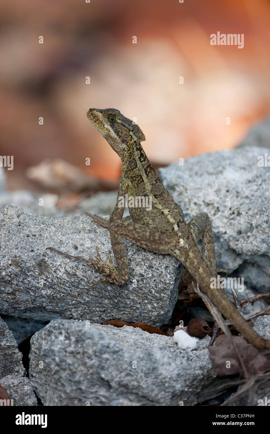 Striped basilisk hi-res stock photography and images - Alamy