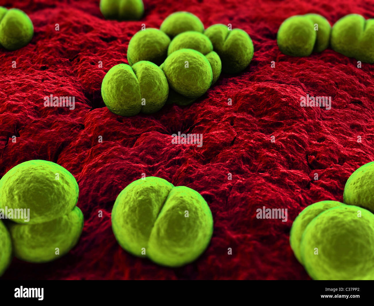 Meningococcus hi-res stock photography and images - Alamy