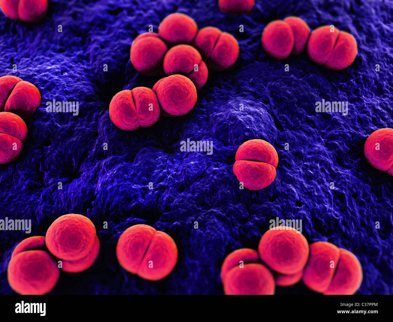 Meningitis Bacteria Stock Photos & Meningitis Bacteria Stock Images - Alamy