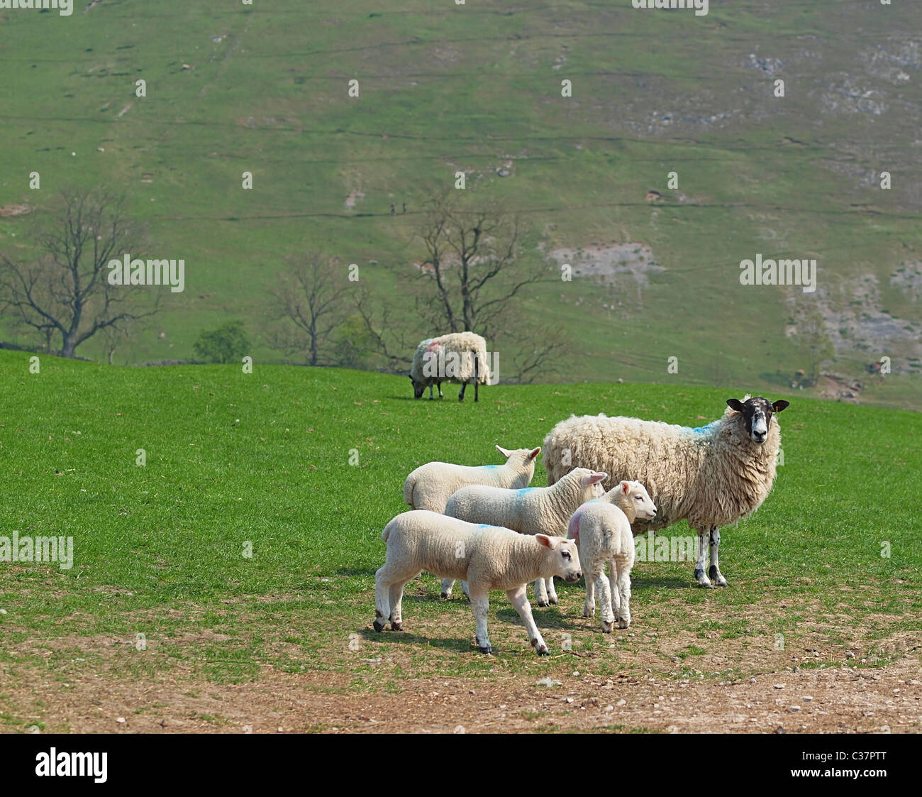 Mother sheep and four cute young lambs in upland pasture Stock Photo ...
