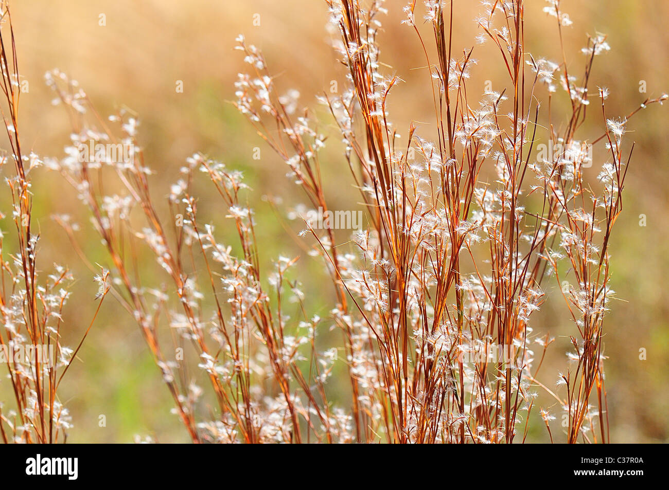Prairie Grass, Little Blue Stem Stock Photo - Alamy