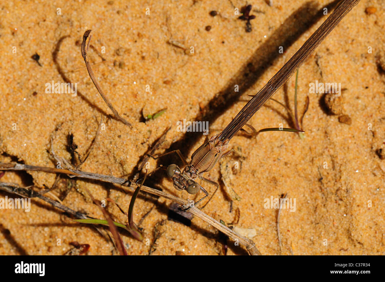 Damselflies zygoptera odonata insect arthropoda hi-res stock photography and images - Alamy