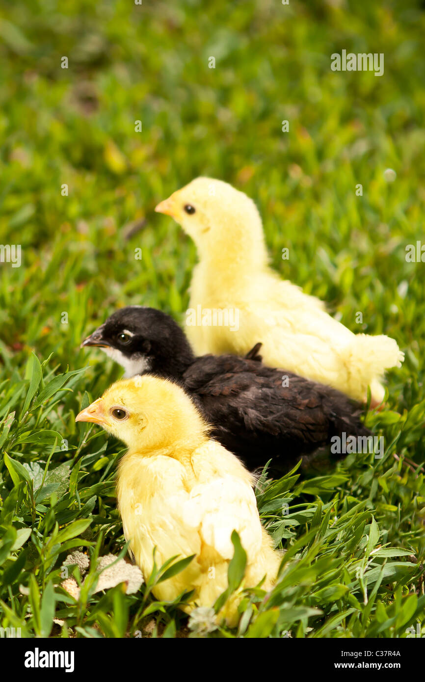 Two yellow chicks with one black chick on the grass Stock Photo - Alamy