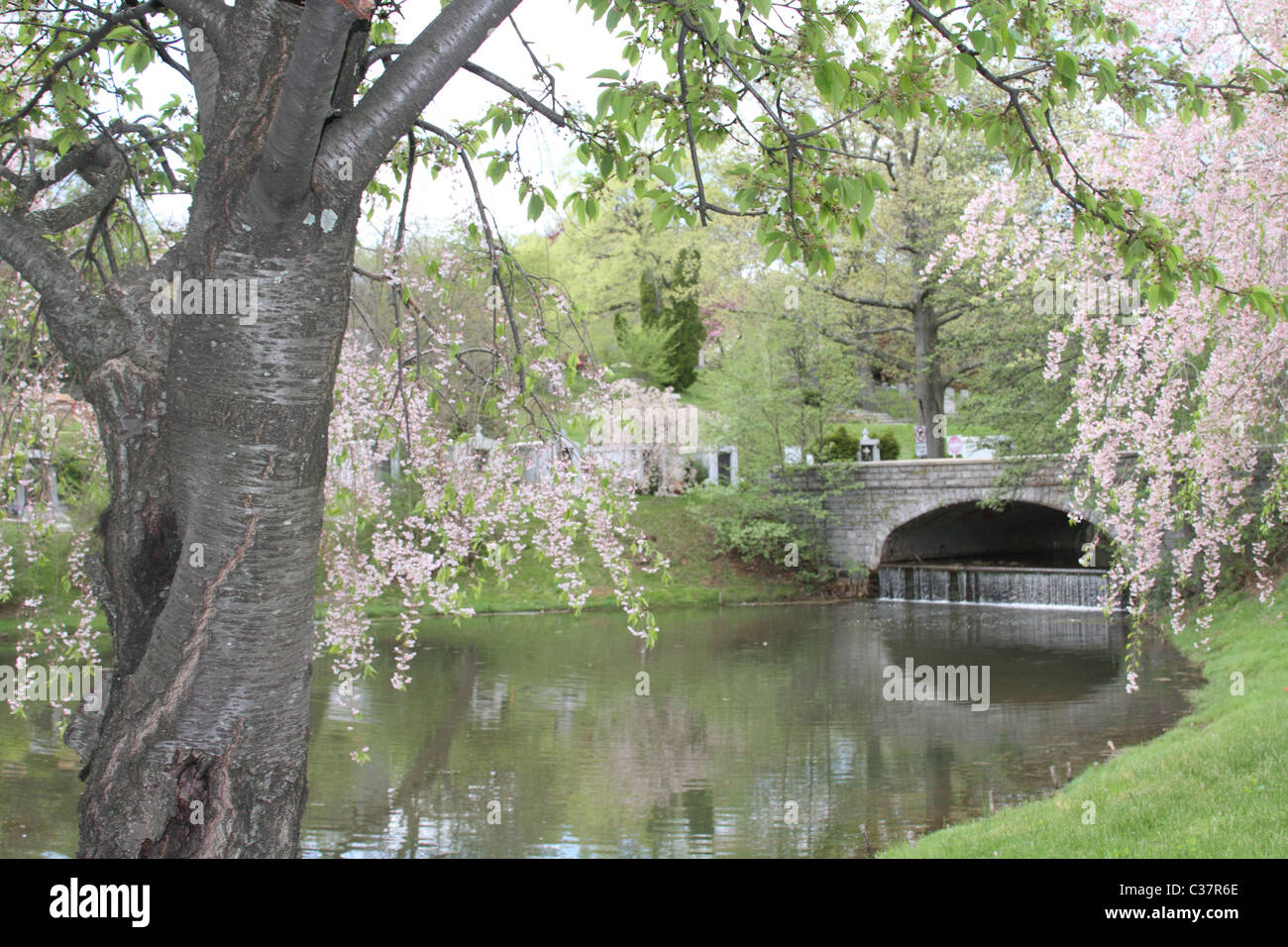 Cherry Blossom Spring Landscape Stock Photo - Alamy