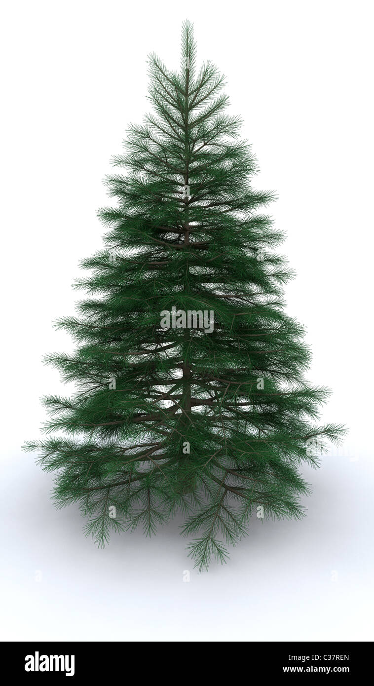 3D render of a fir tree Stock Photo - Alamy