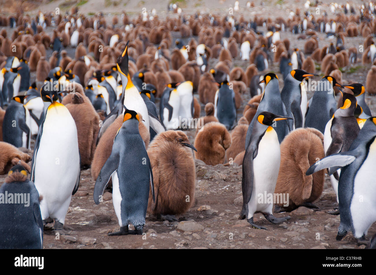 King Penguin colony. Thousands of king penguins and their newly-hatched ...
