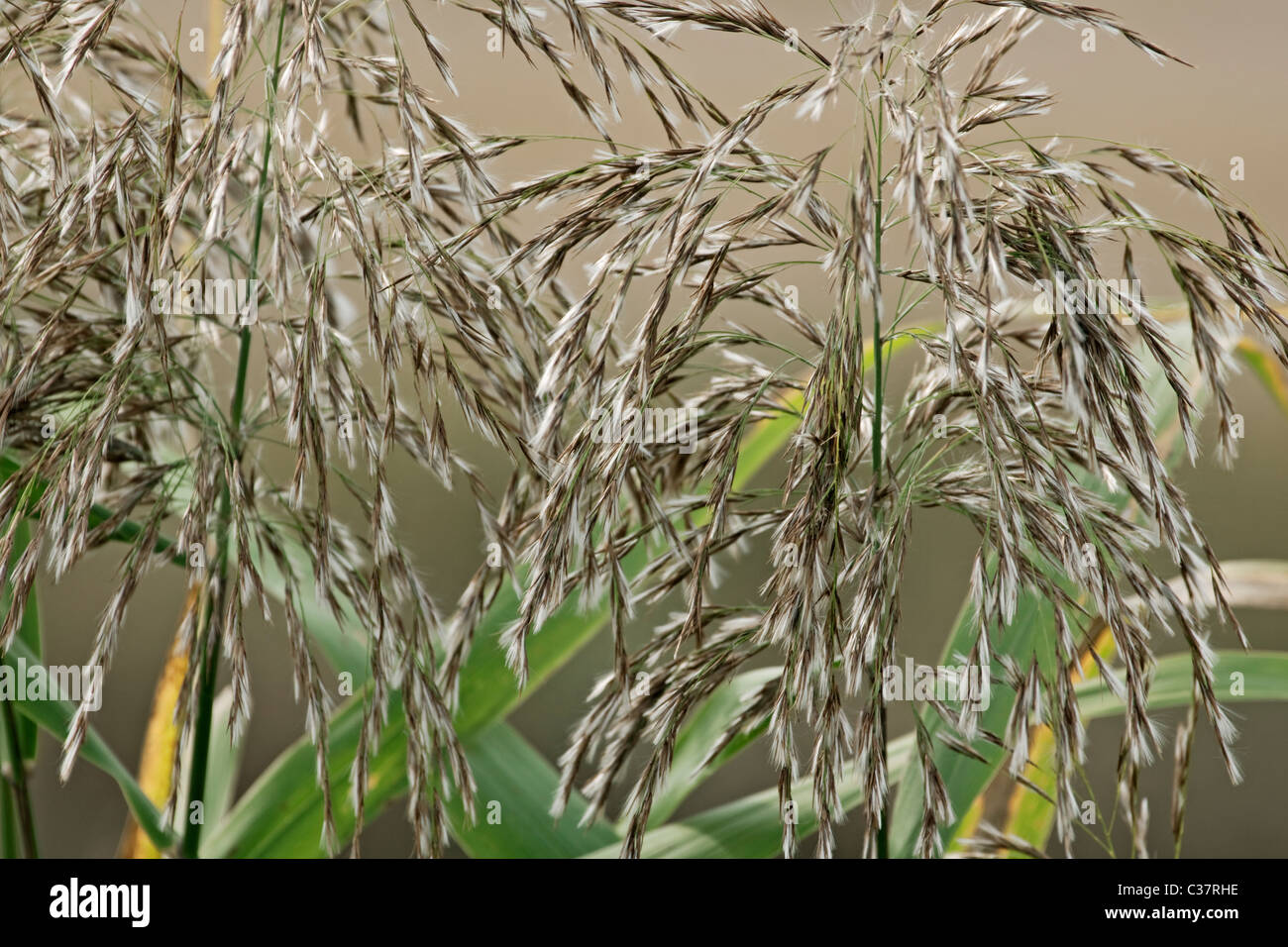 Common reed (Phragmites australis Stock Photo - Alamy
