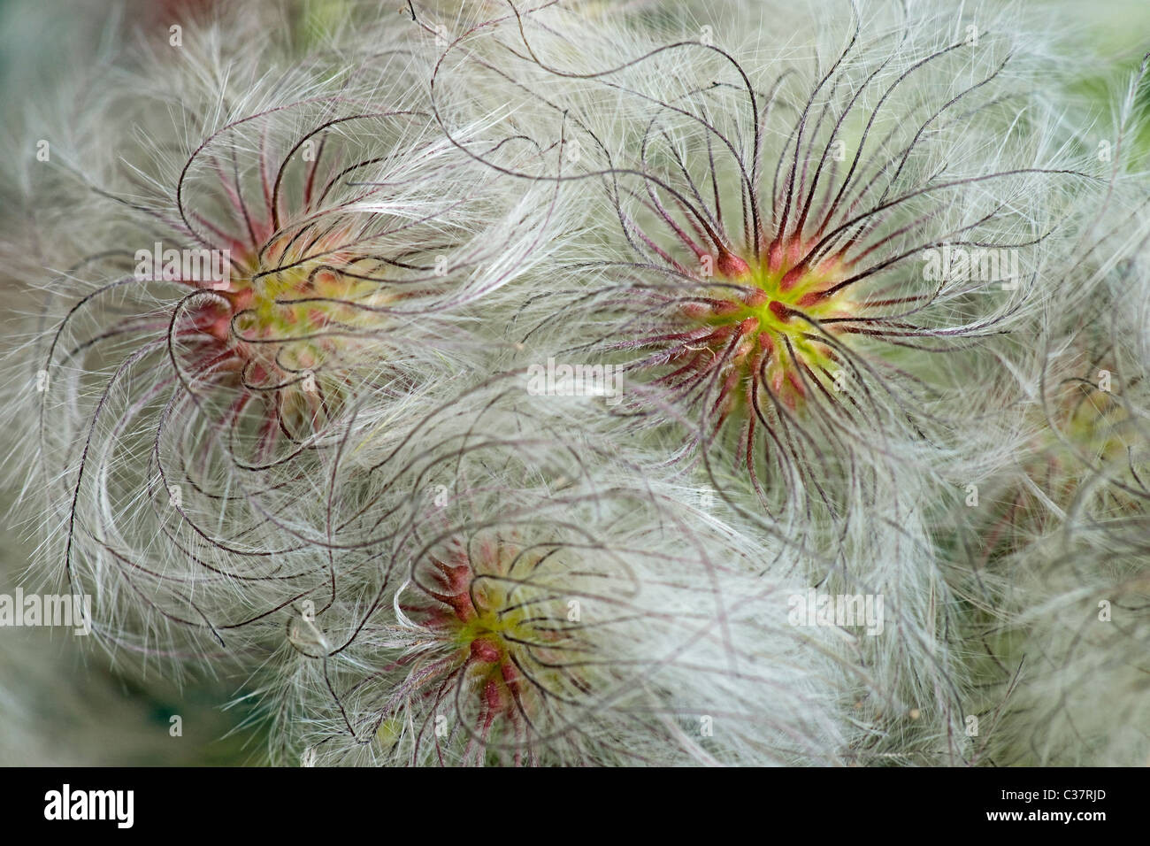 Leather flower hi-res stock photography and images - Alamy