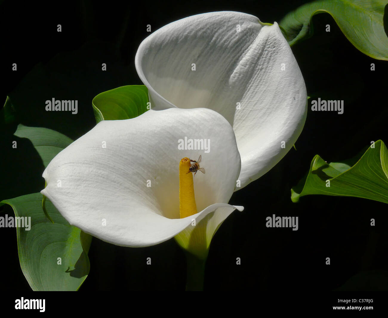 A wasp sits on the spadix of a calla lily growing along the Garden ...