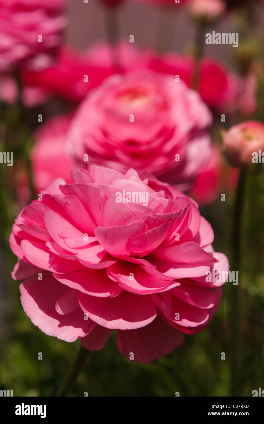 A macro capture of elegant, pink ranunculus blossoms Stock Photo - Alamy
