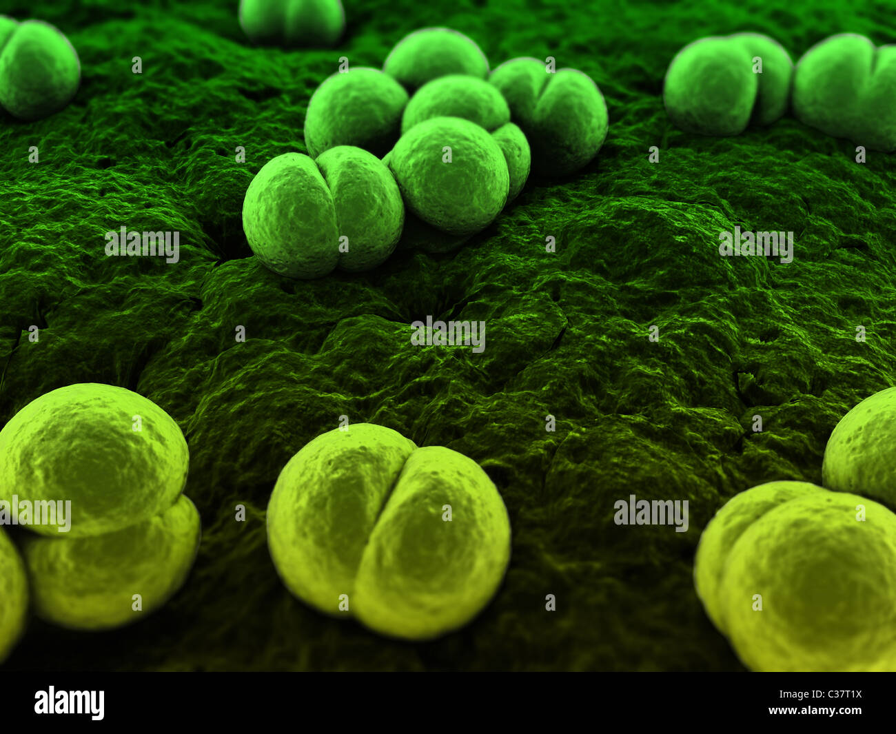 Meningococcus bacteria hi-res stock photography and images - Alamy