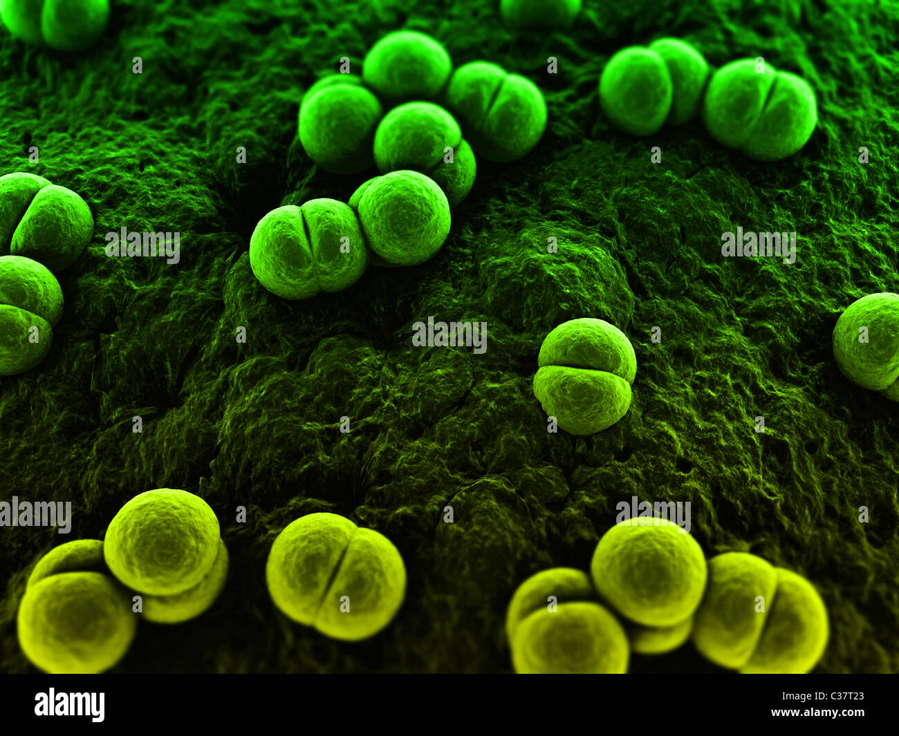 Meningococcus bacteria hi-res stock photography and images - Alamy