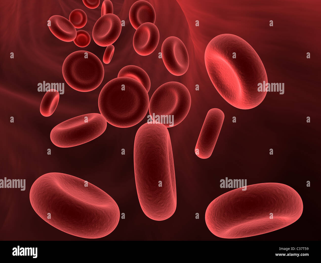 artery with blood cells Stock Photo - Alamy