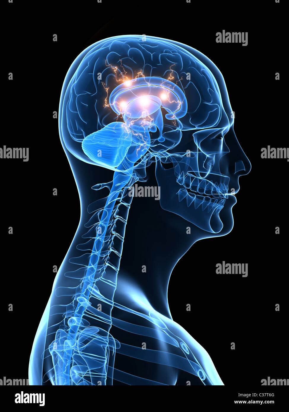 Active Brain High Resolution Stock Photography and Images - Alamy