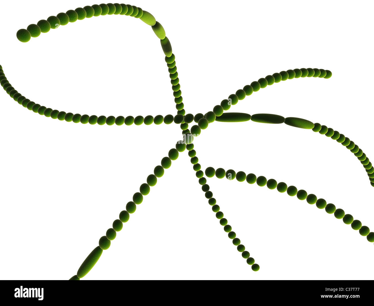 Anabaena hi-res stock photography and images - Alamy